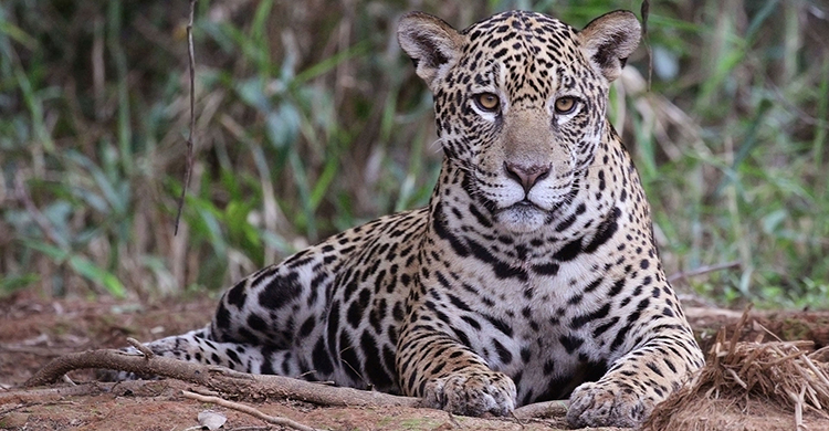 Homepage | Convention on the Conservation of Migratory Species of Wild ...